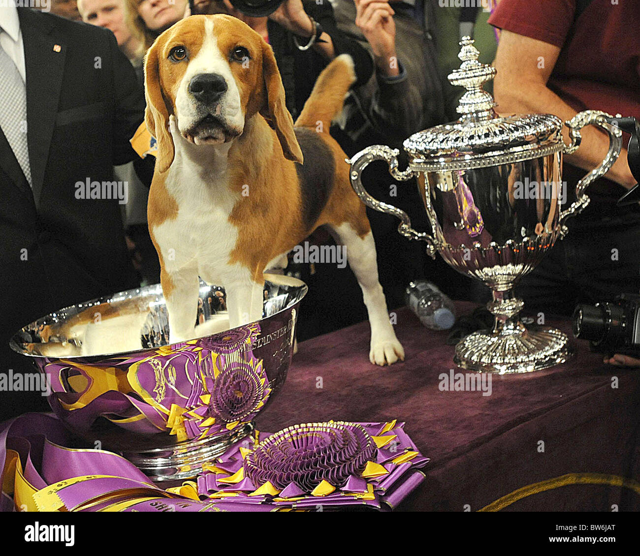 Beagle wins Best In Show at 132nd Westminster Kennel Club Annual Dog ...