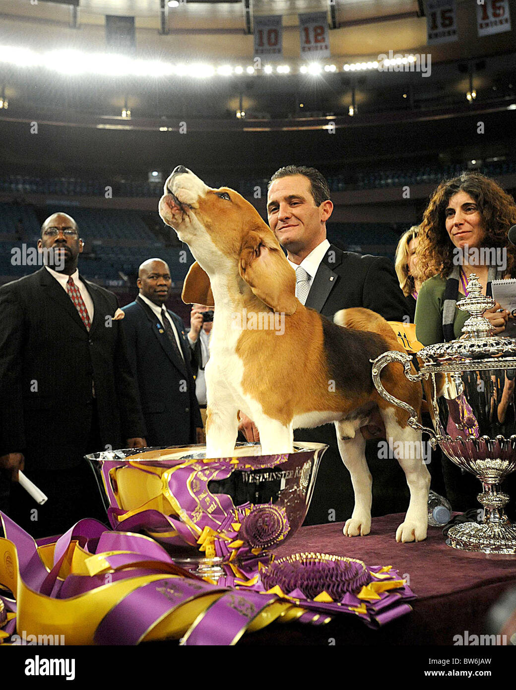 Beagle wins Best In Show at 132nd Westminster Kennel Club Annual Dog ...