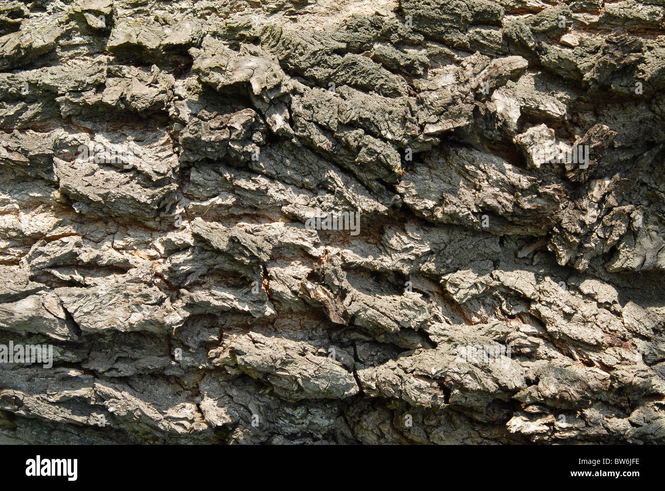 Rough willow bark hi-res stock photography and images - Alamy