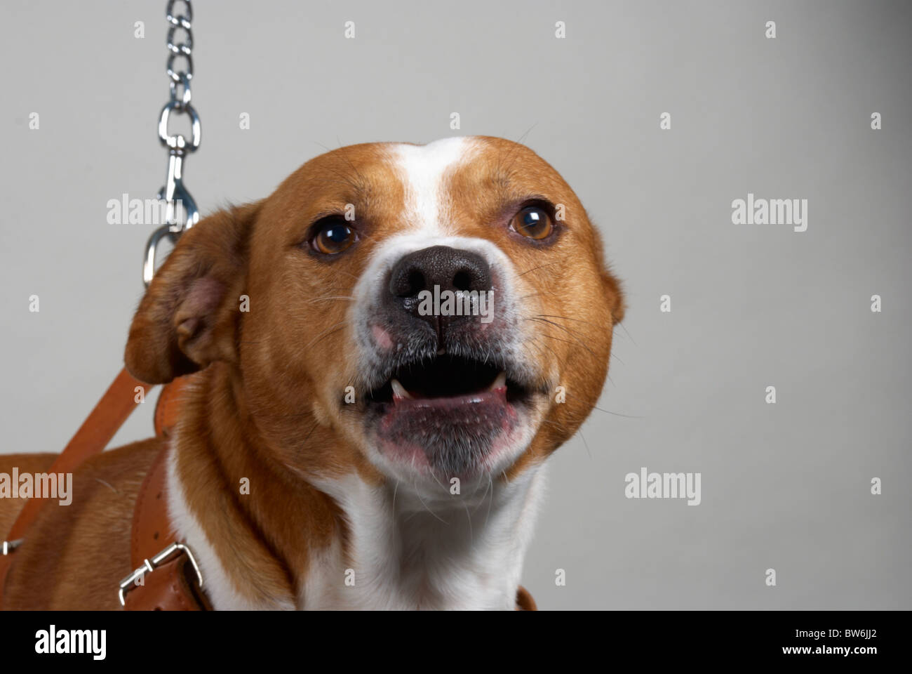 Angry staffy dog hi-res stock photography and images - Alamy