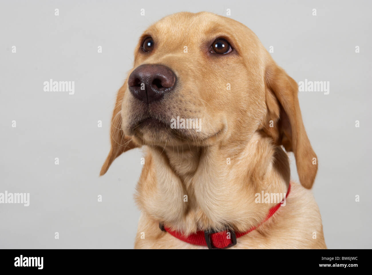 Golden Labrador retriever called Lester. He is 6 months old Stock Photo ...