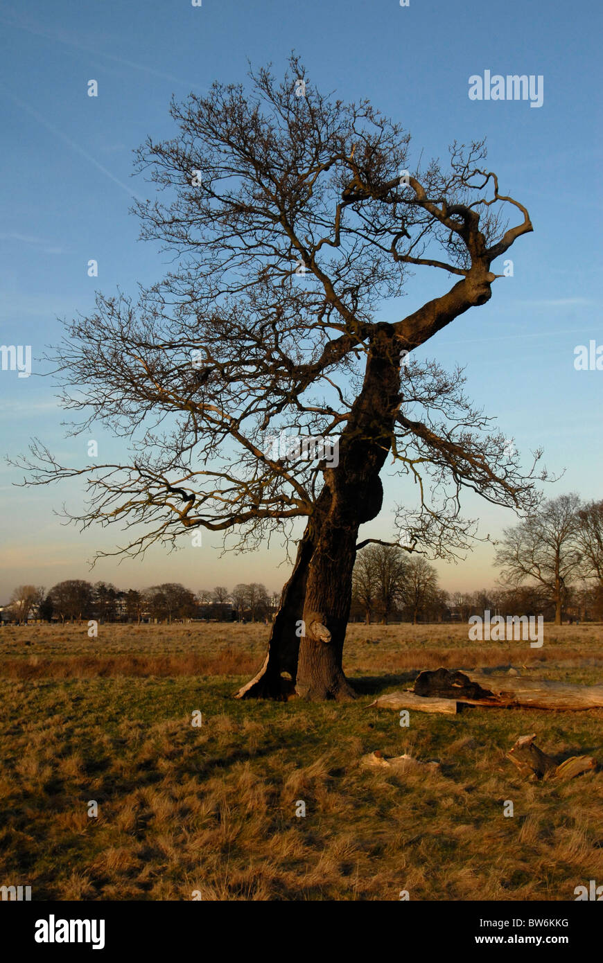 Lightning strike tree hi-res stock photography and images - Alamy