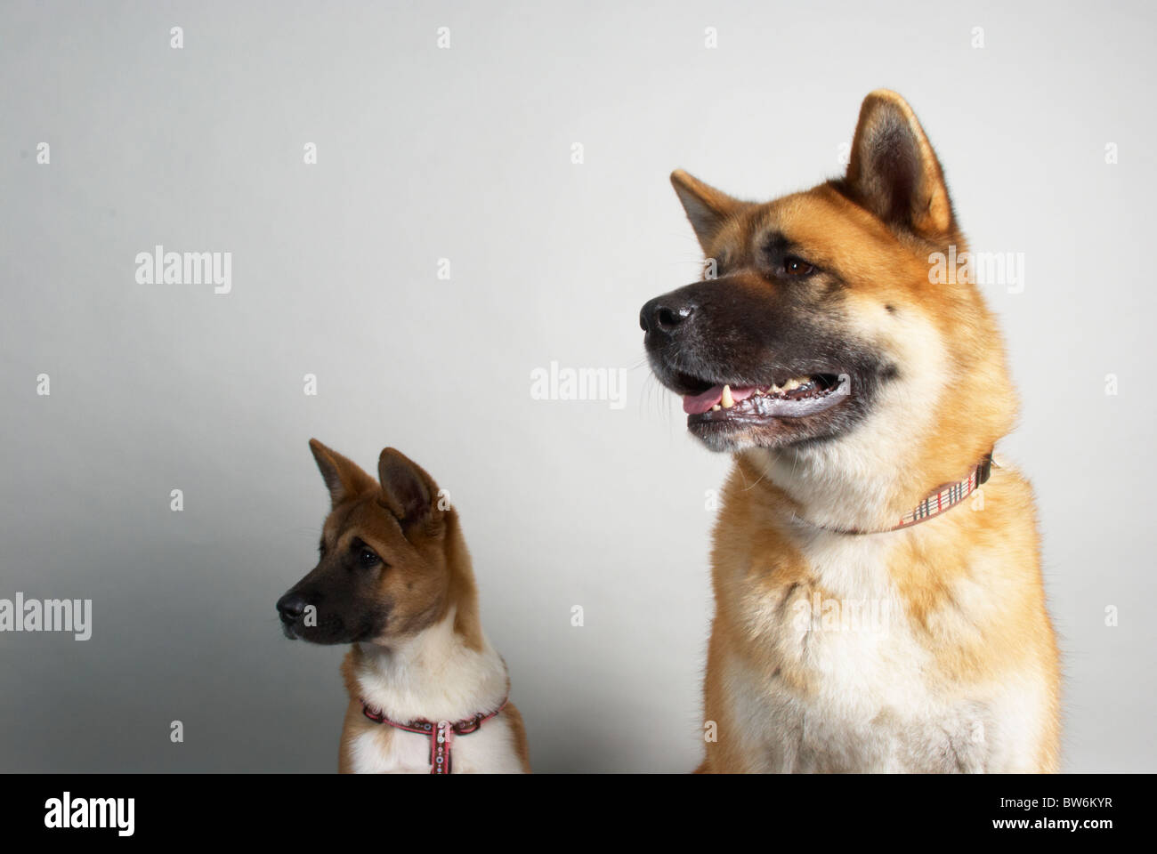 Japanese akita dog teeth hi-res stock photography and images - Alamy