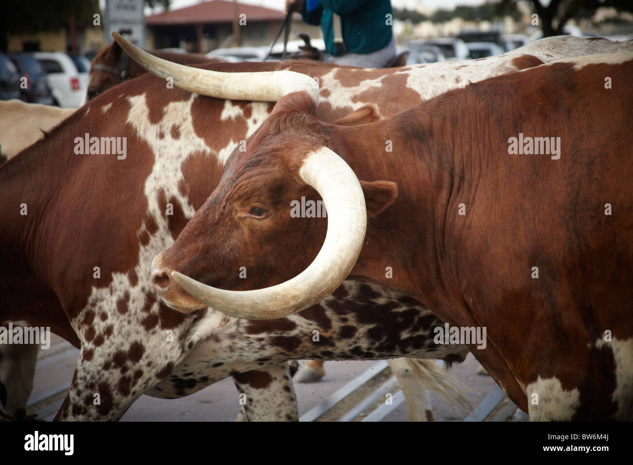 Horned cows at the cattle drive, Dallas Forth Worth Stock Yard Stock ...