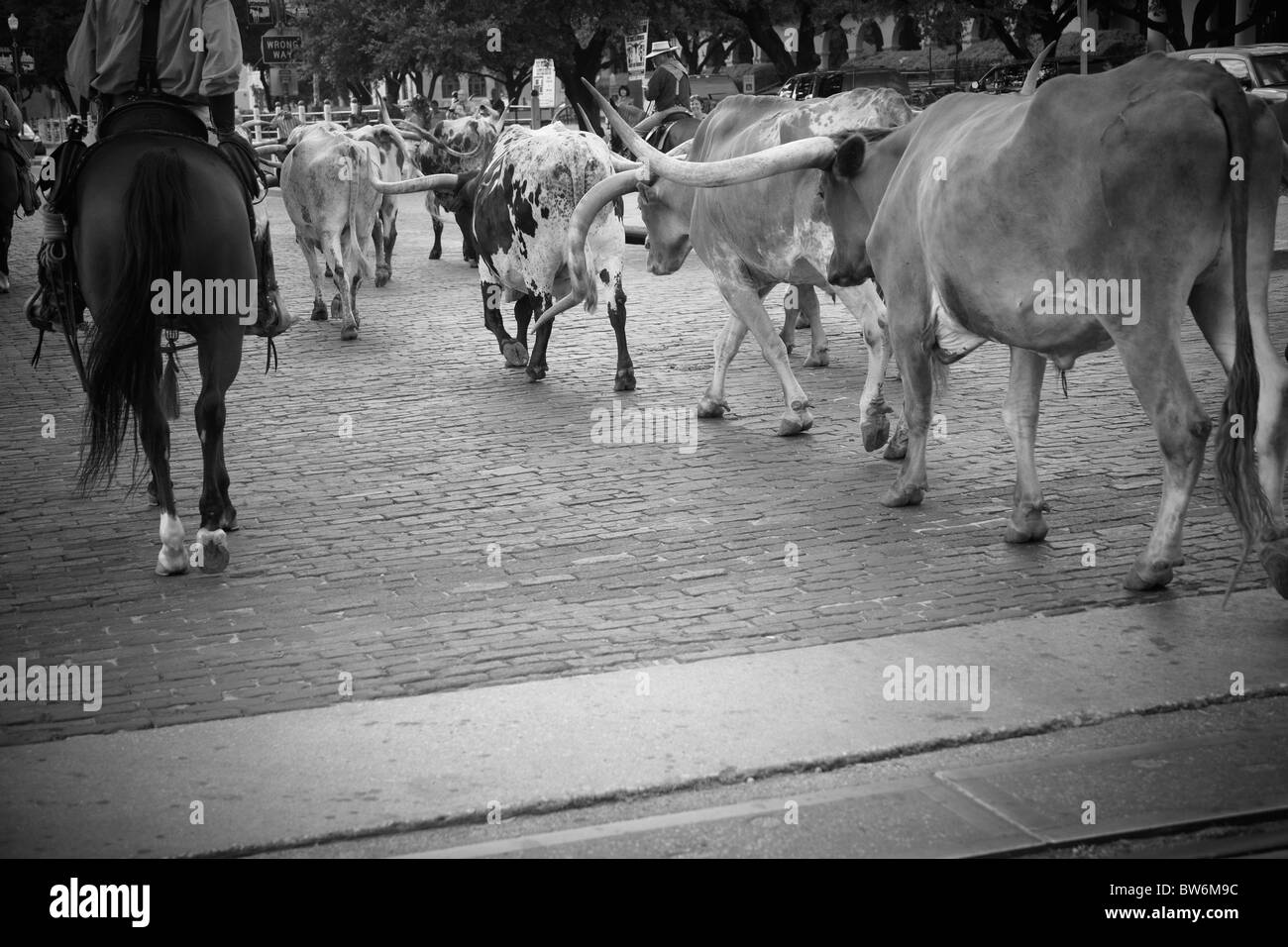 Cowboy at the cattle drive, Dallas Forth Worth Stock Yards Stock Photo ...