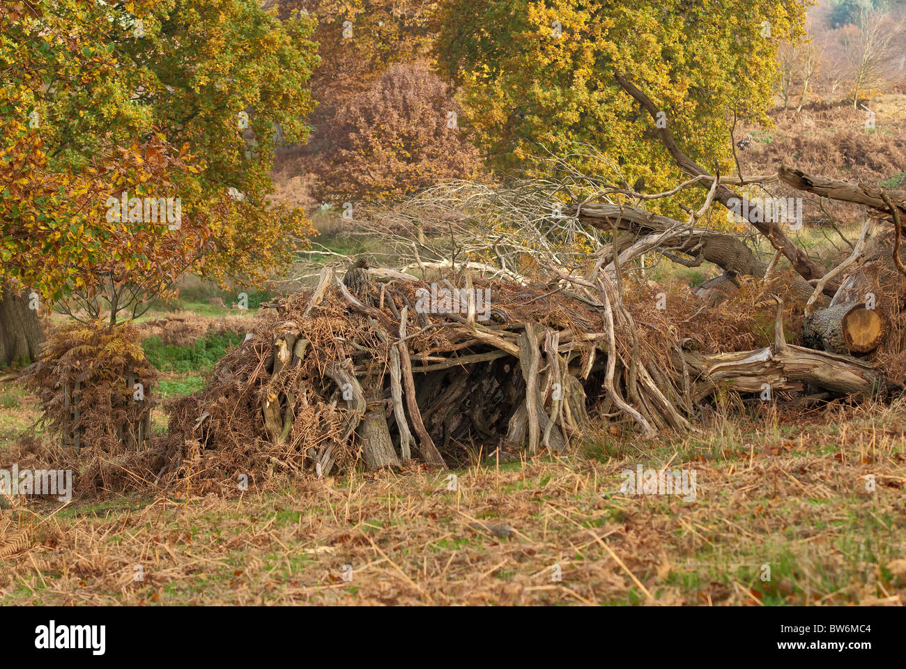secret dwelling house camp of kids, homeless, in middle of undergrowth ...