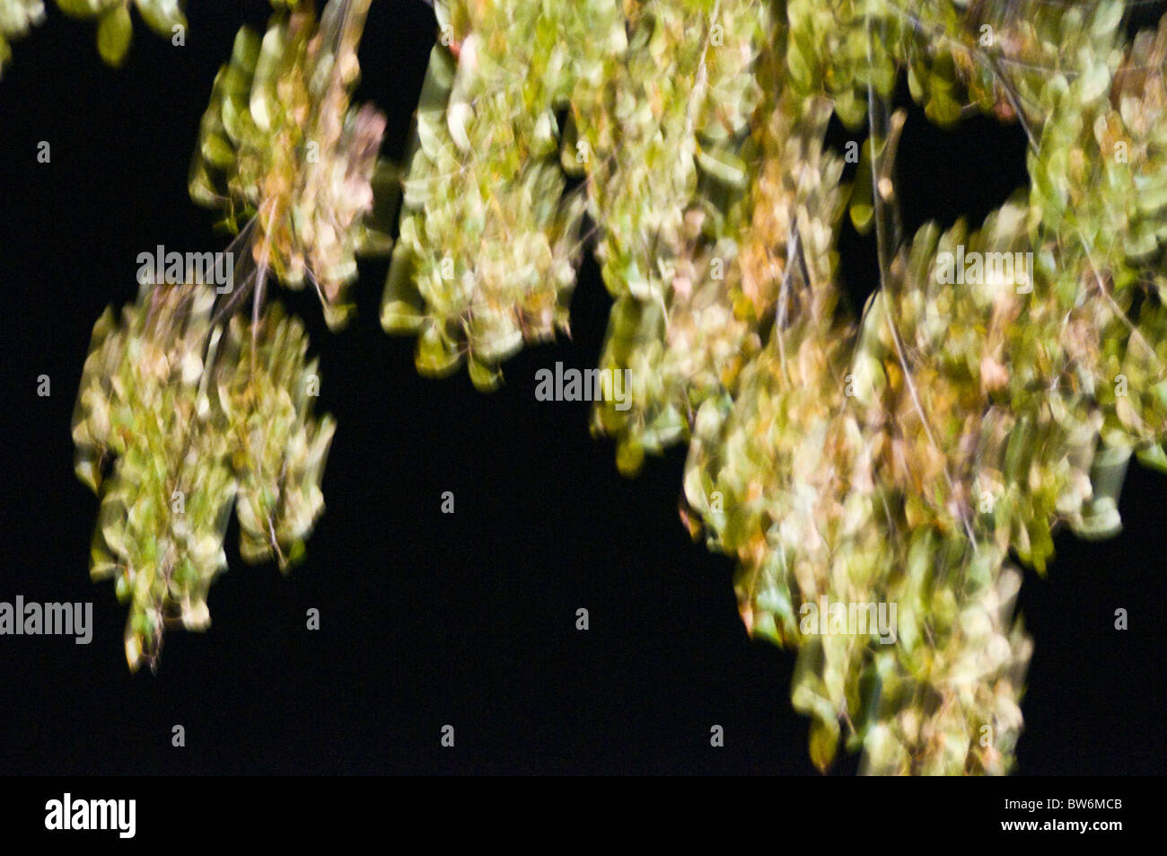 Paradox tree hi-res stock photography and images - Alamy