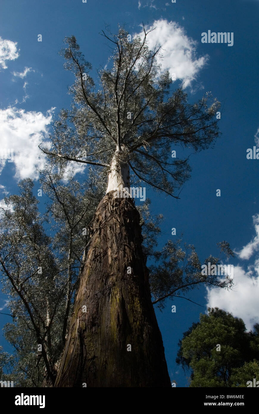 An enormous stringy bark gum tree in Victoria, Australia Stock Photo ...