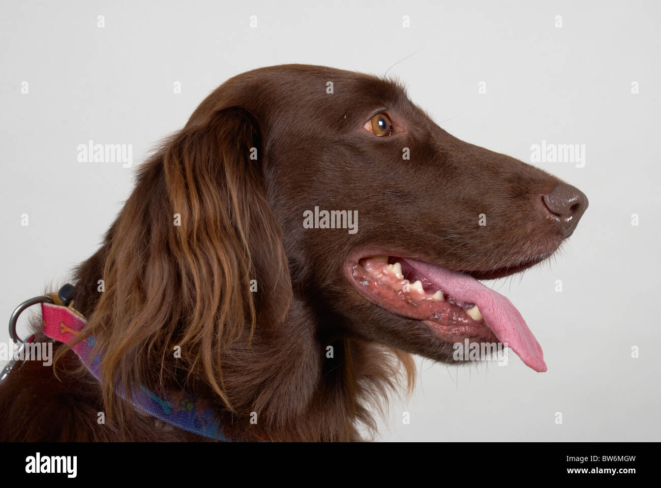 Liver flat coated retriever hi-res stock photography and images - Alamy