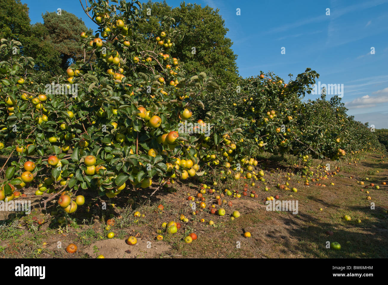 large cooking and eating apples ready to be harvested in Kent orchards ...