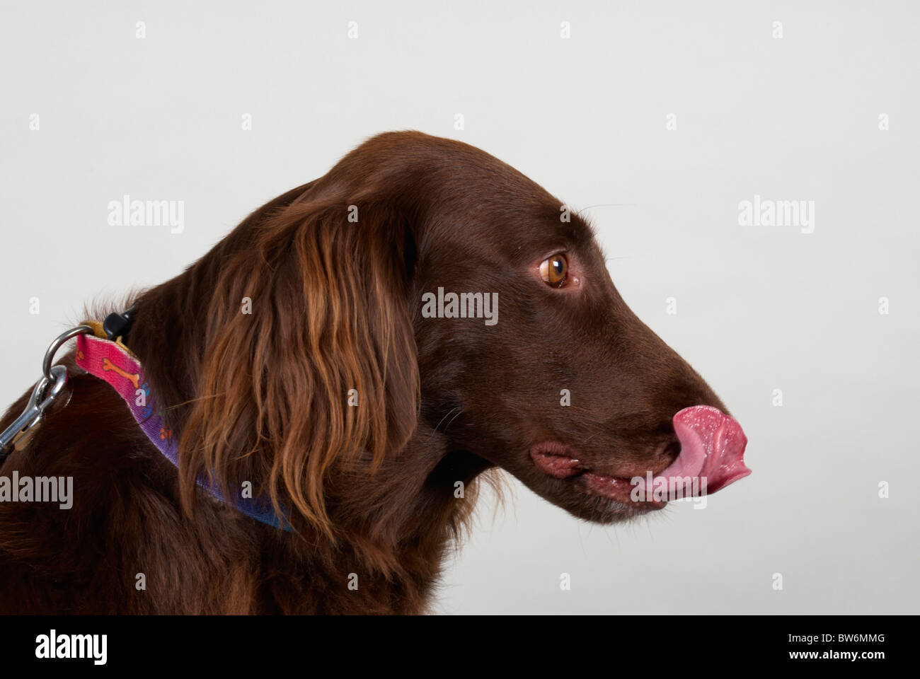 Liver flat coated retriever hi-res stock photography and images - Alamy