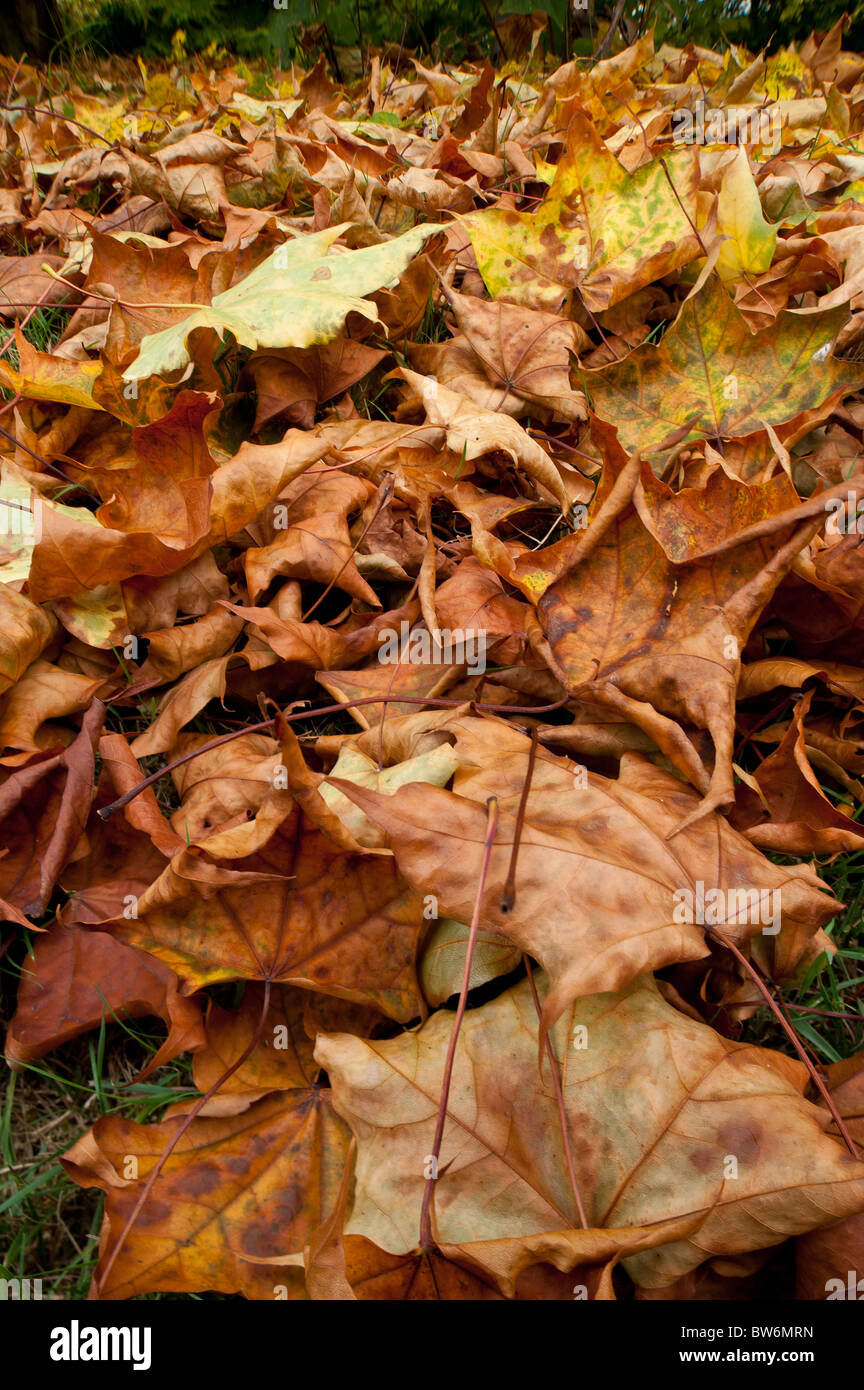 Plane maple hi-res stock photography and images - Alamy