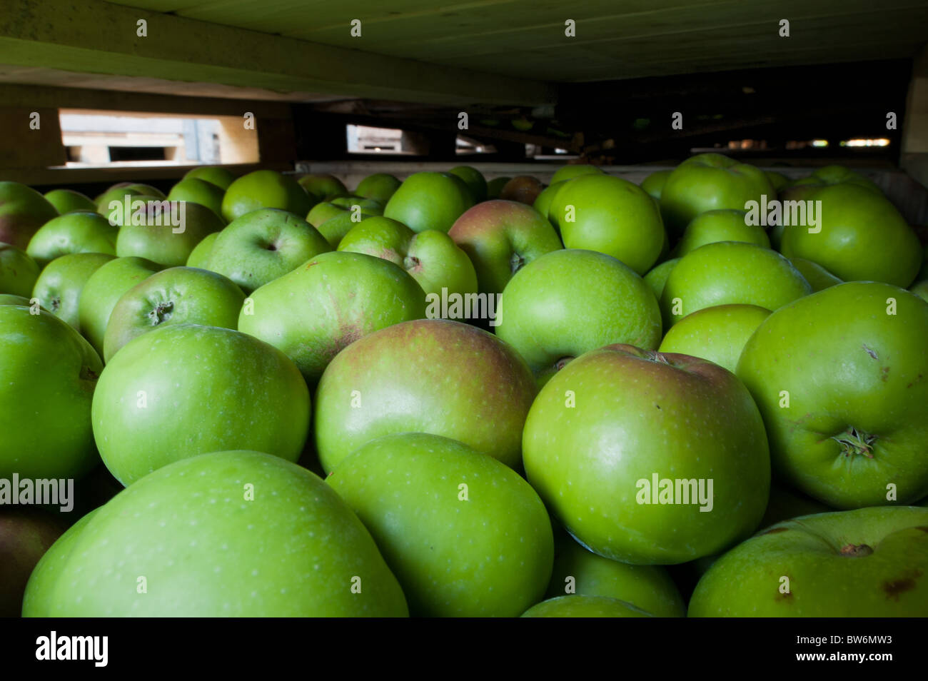 apples ready to be harvested in Kent orchards stacked up inside wooden ...
