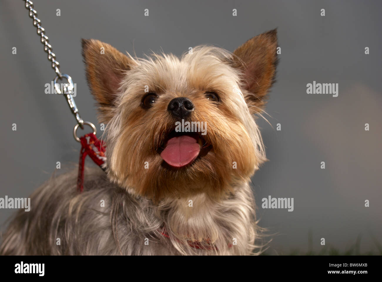 Yorkshire Terrier at The Pink Dog Show in Manchester Stock Photo - Alamy