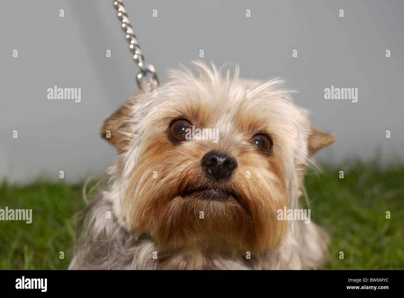 Yorkshire Terrier at The Pink Dog Show in Manchester Stock Photo - Alamy
