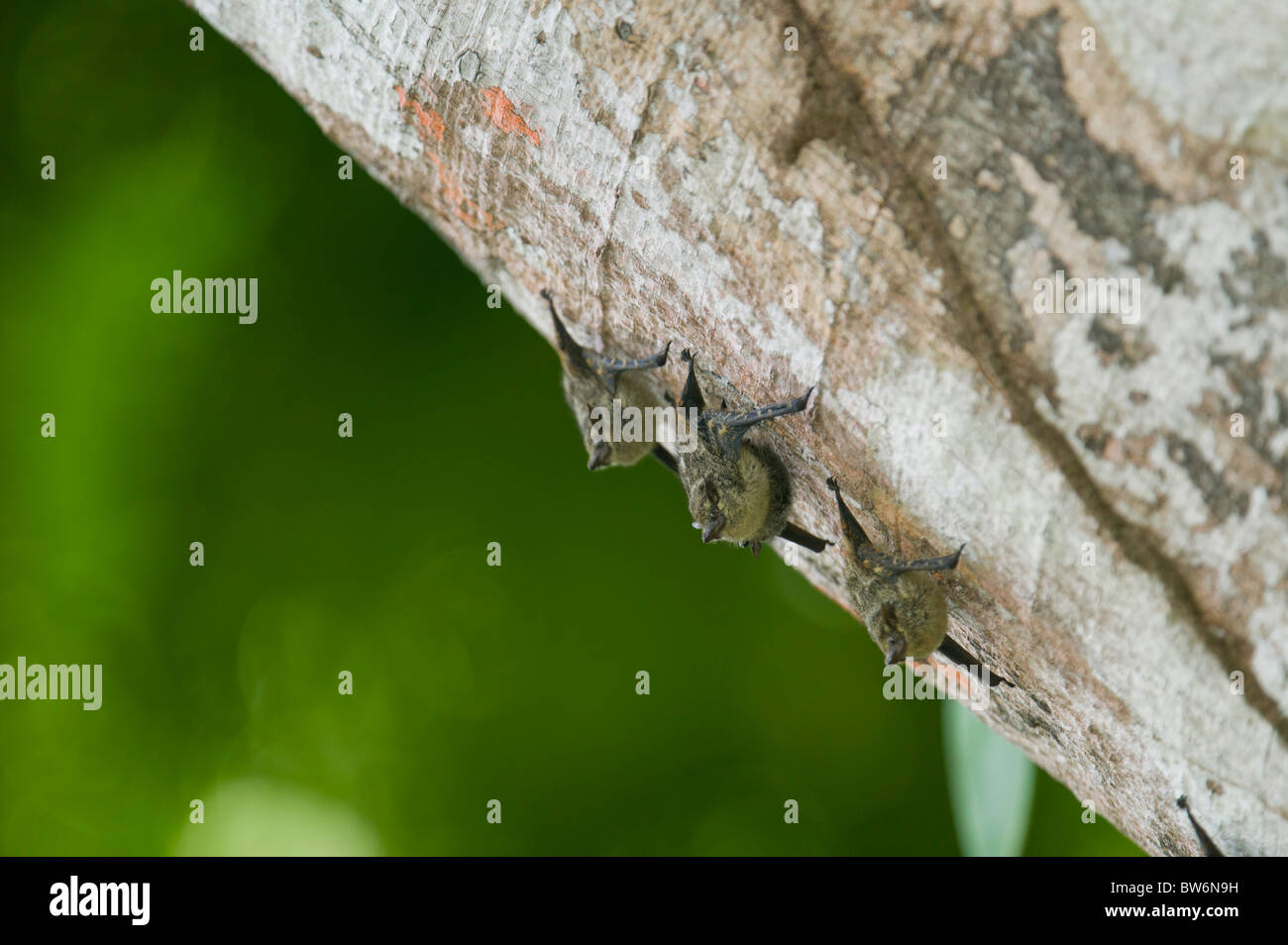 Long-nosed bat, Tortuguero, Costa Rica, Central America Stock Photo - Alamy