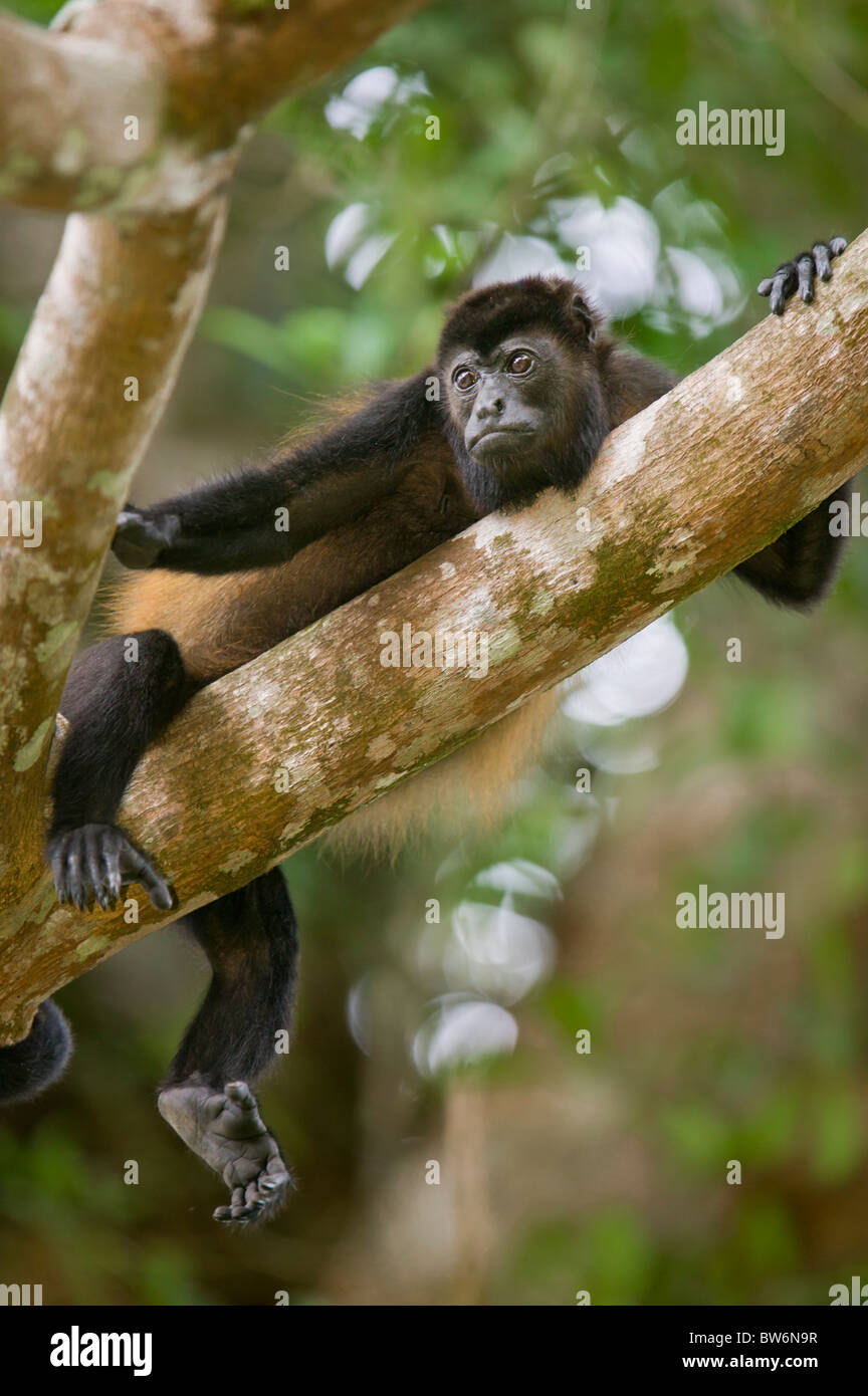 Tortuguero mammals hi-res stock photography and images - Alamy