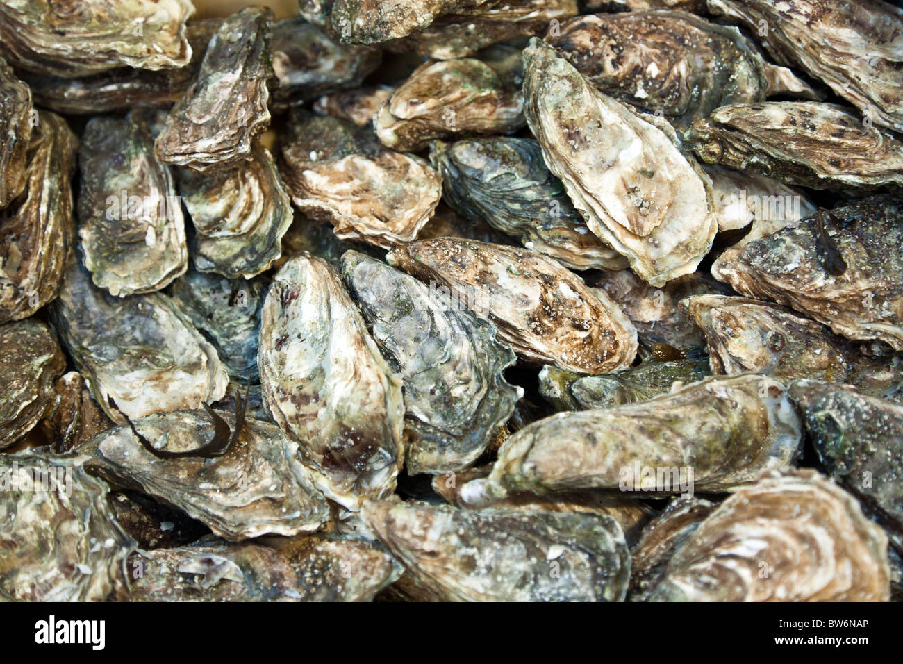 oysters in shells with delicate blue brown palette of colors displayed ...