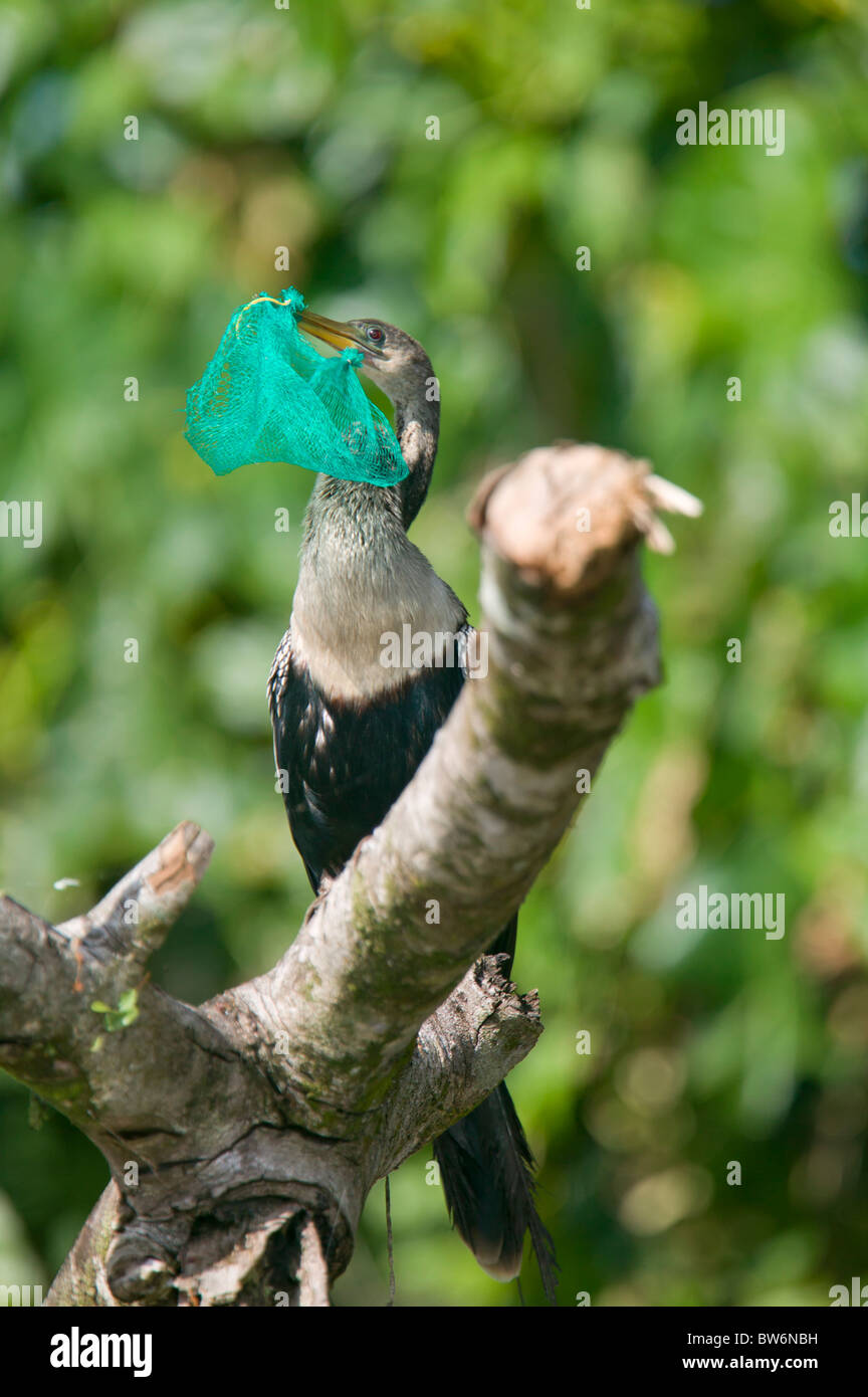 Anhinga with piece of net caught in the bill, Tortuguero, Costa Rica ...