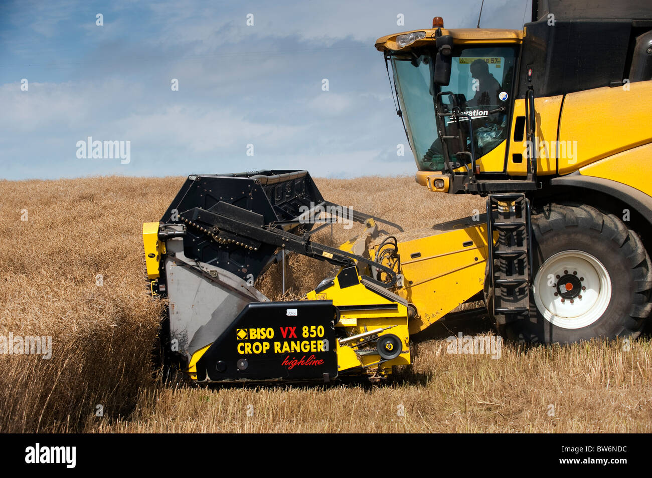 New Holland combine harvesting Oilseed Rape or Canola crop Stock Photo ...