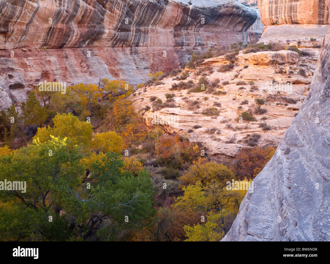 White Canyon under Sipapu Bridge, Bridges National Monument, Utah Stock ...