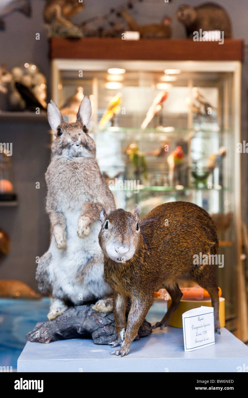 two appealing stuffed wild South American rabbits in window of ...