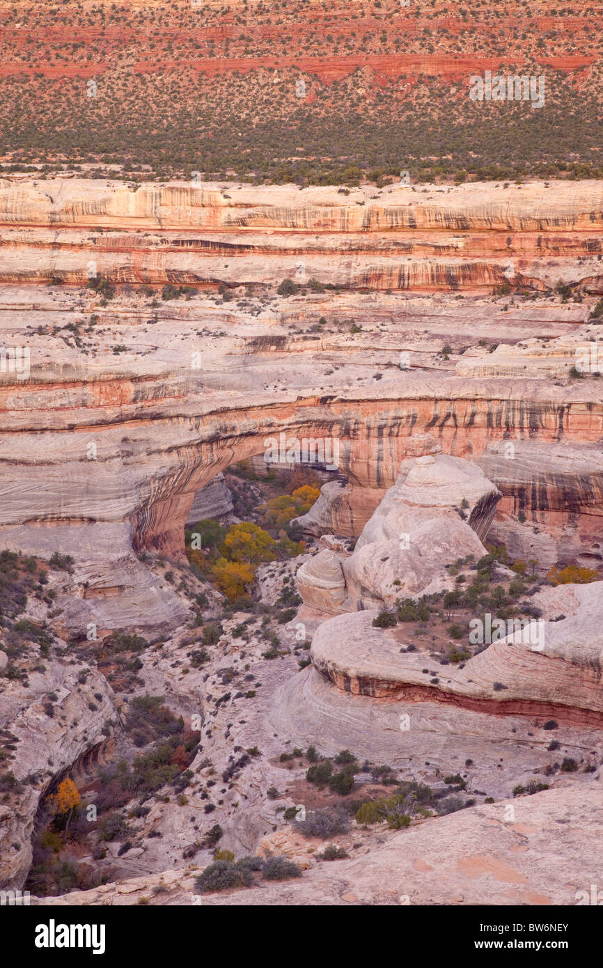 White Canyon with Sipapu Bridge, Bridges National Monument, Utah Stock ...