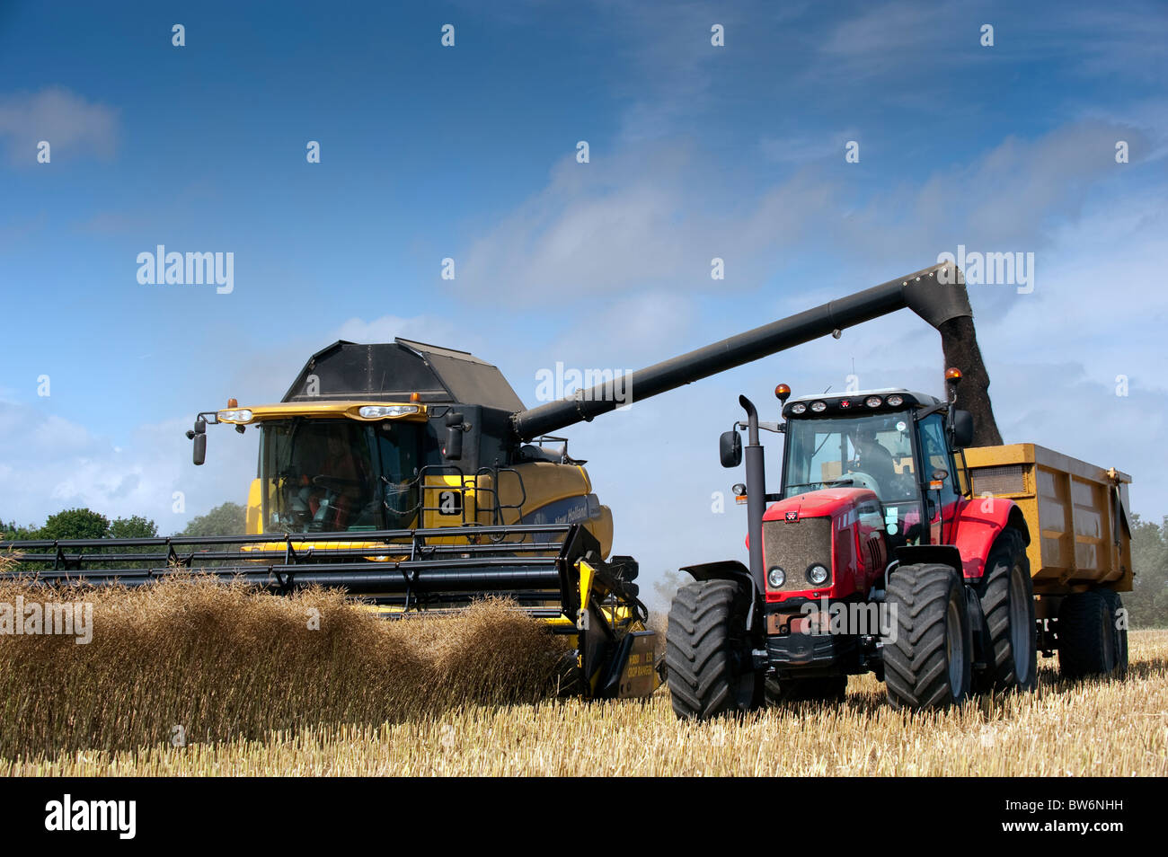 New Holland combine loading tractor and trailer with canola seed crop ...