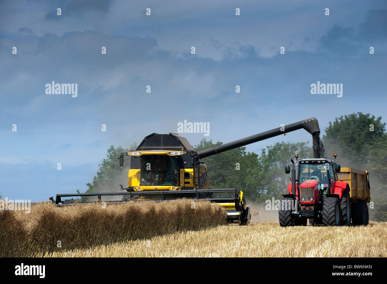 New Holland combine loading tractor and trailer with canola seed crop ...