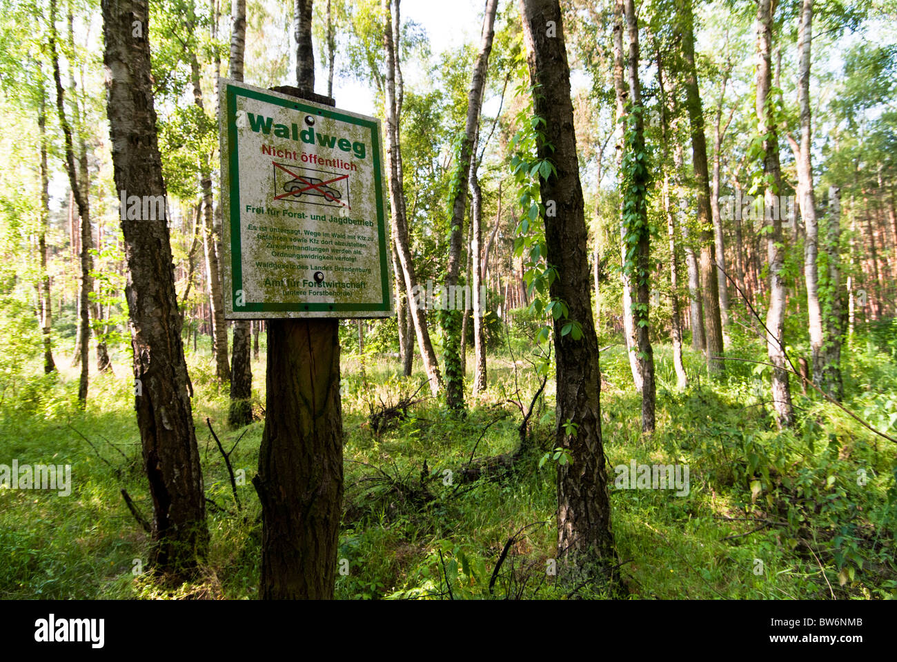forest service sign with many trees Stock Photo - Alamy