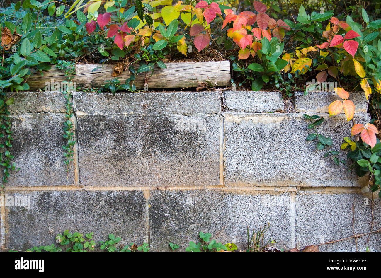 Cement brick background with ivy and vines Stock Photo - Alamy