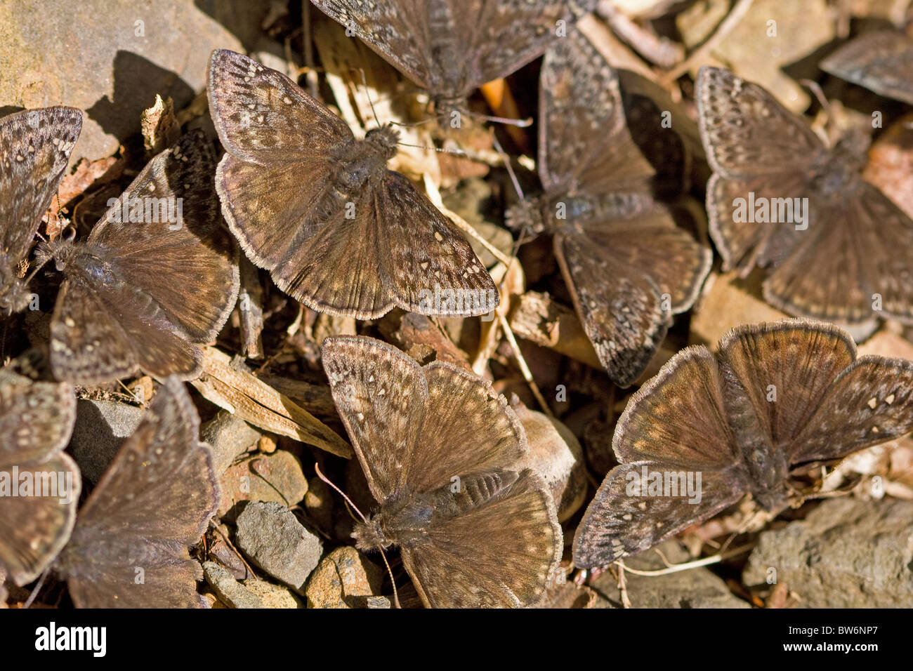 Wild Indigo Duskywing (Erynnis baptisiae) skipper butterfly group Stock ...