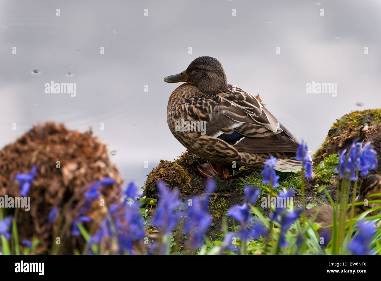 Guarding the brood hi-res stock photography and images - Alamy