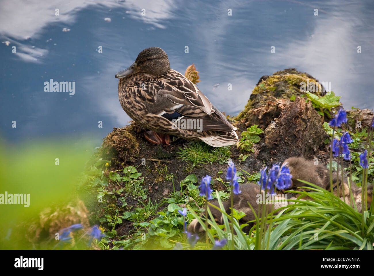 Female duck guarding her brood Stock Photo - Alamy
