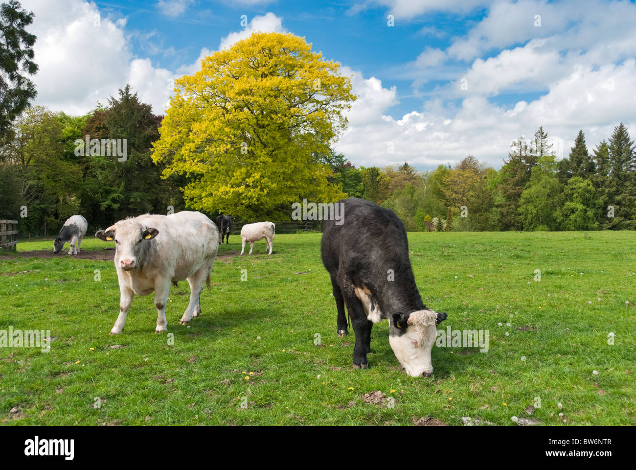 Irish black and white cows hi-res stock photography and images - Alamy
