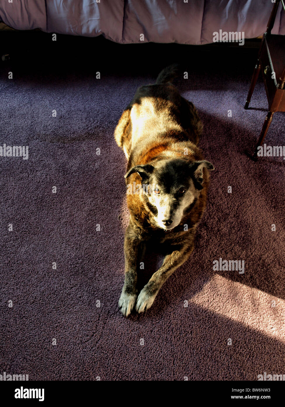dog canine on rug in bright sunlight white paws and muzzle Australian ...