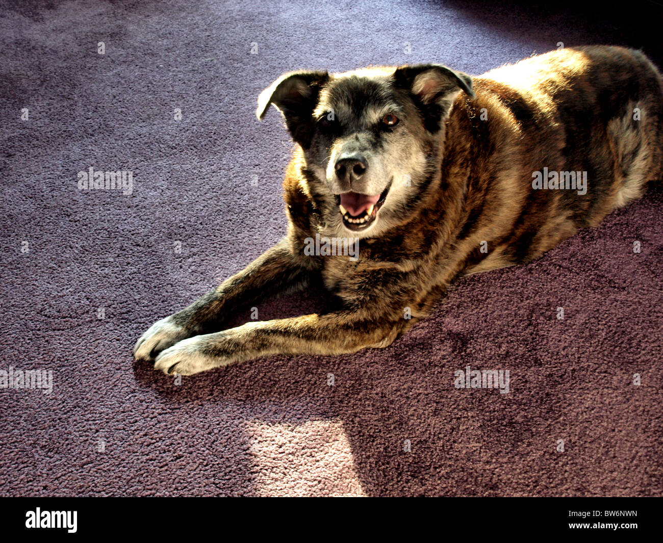 dog canine on rug in bright sunlight white paws and muzzle Australian ...