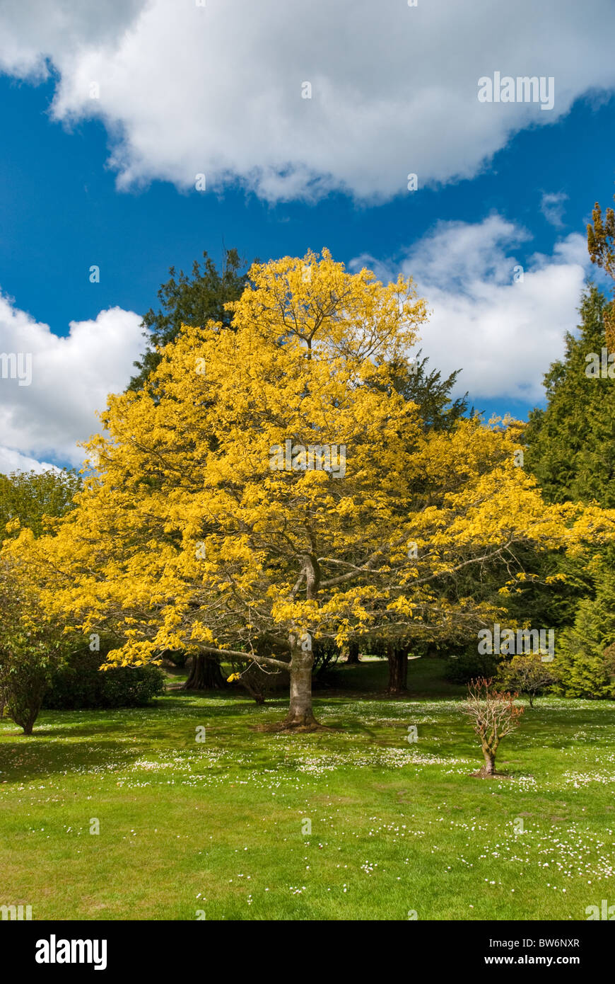 Maple tree in Spring Stock Photo - Alamy