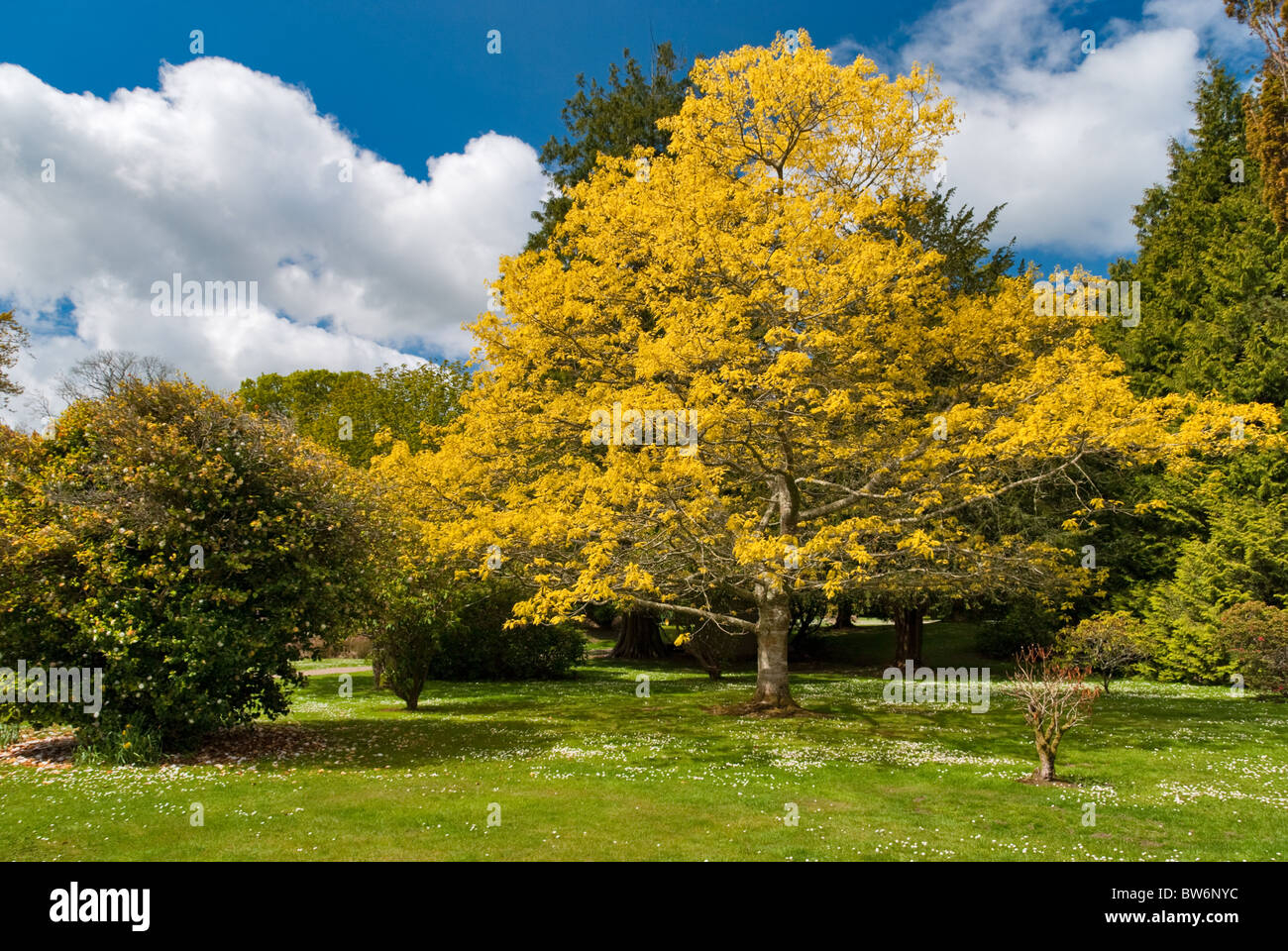 Maple tree in Spring Stock Photo - Alamy