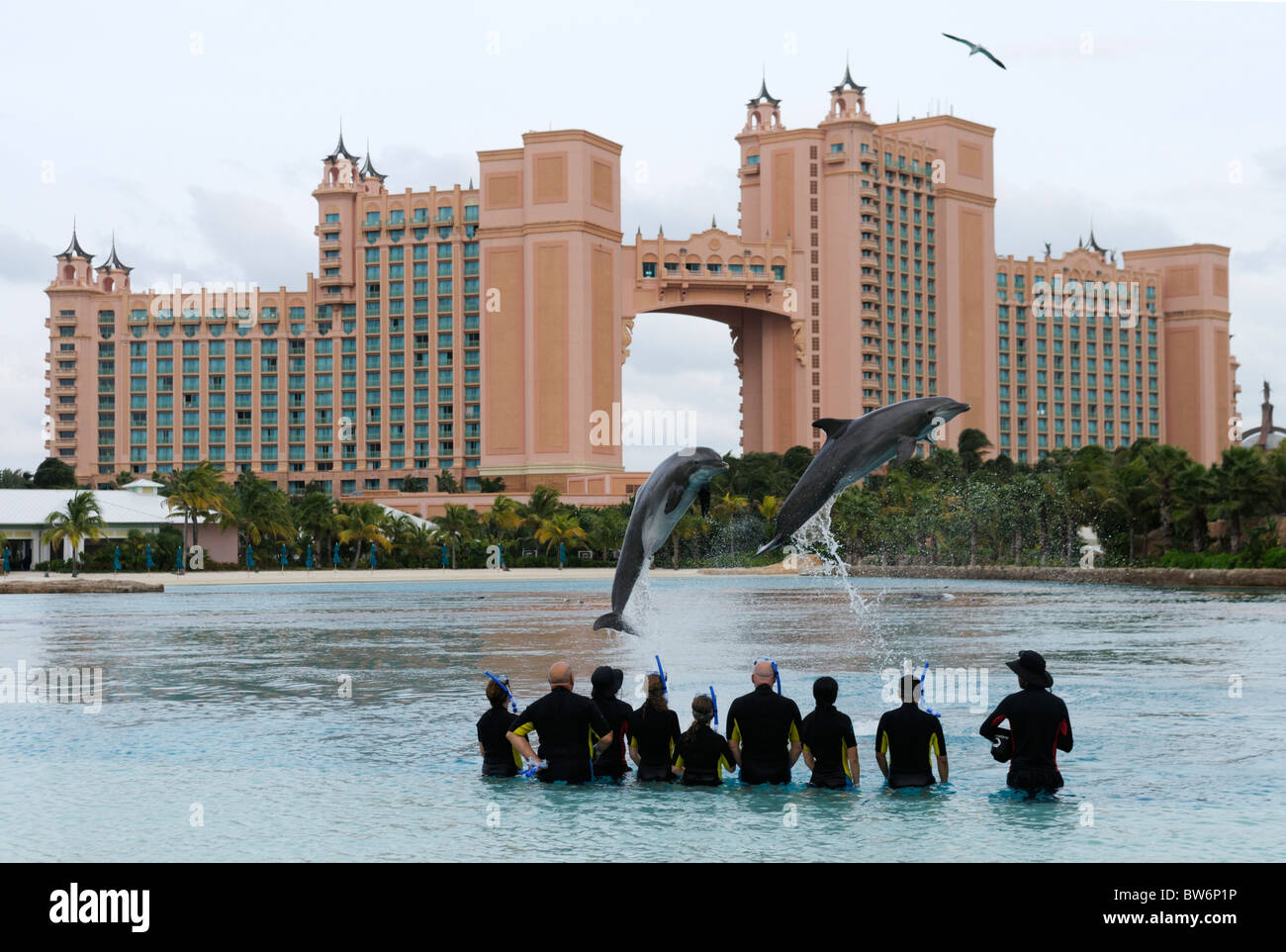 Dolphins jumping for participants in a dolphin interaction, Atlantis ...