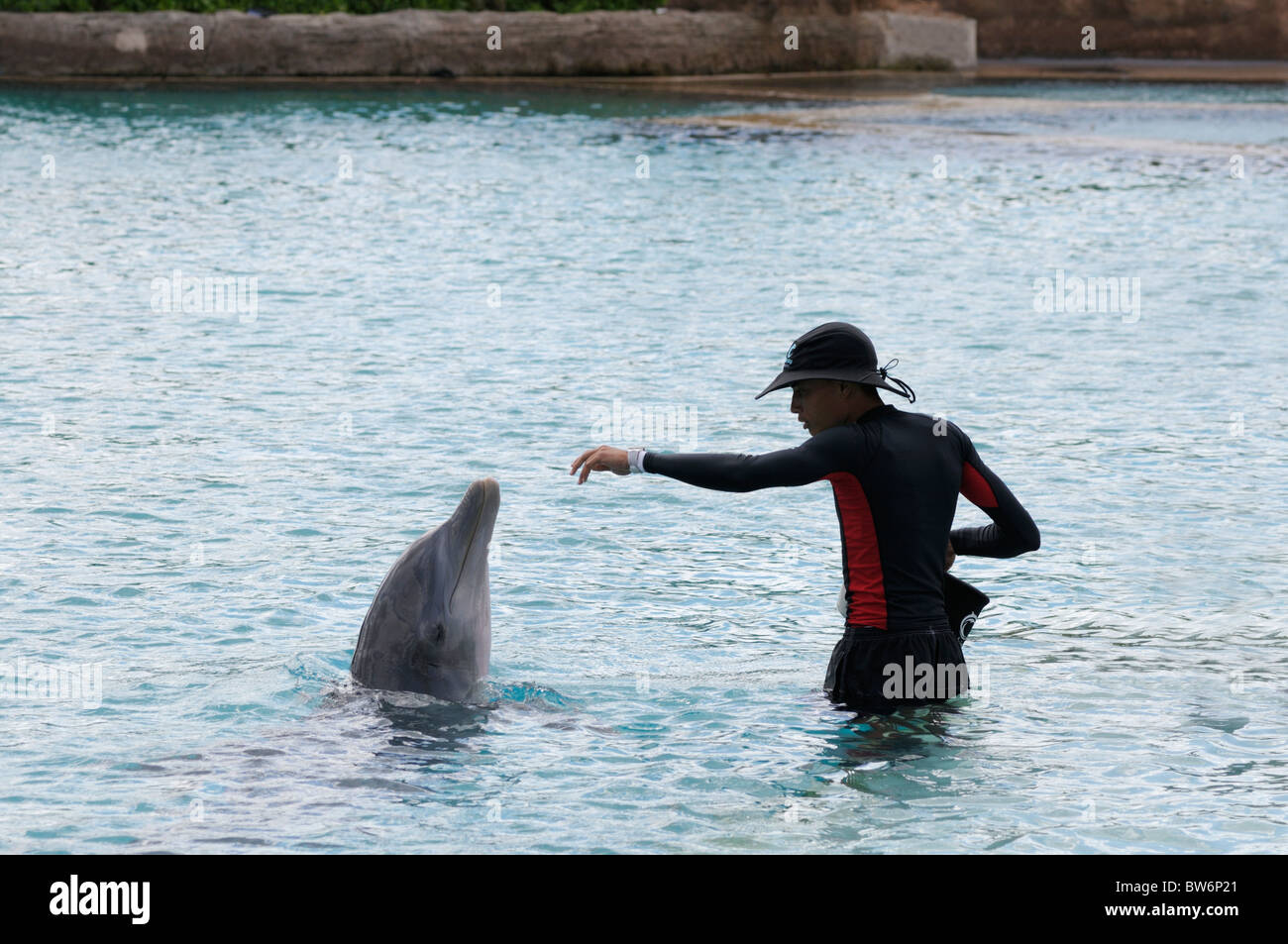 Dolphin and trainer hi-res stock photography and images - Alamy