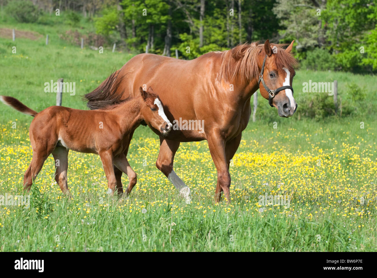 Mother Horse With Colt High Resolution Stock Photography and Images - Alamy