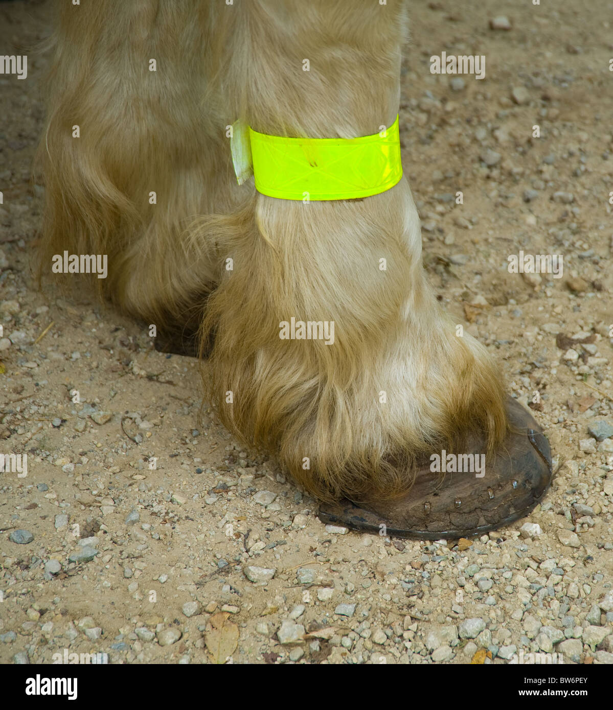 two front legs horse horses shoe horseshoe Stock Photo - Alamy