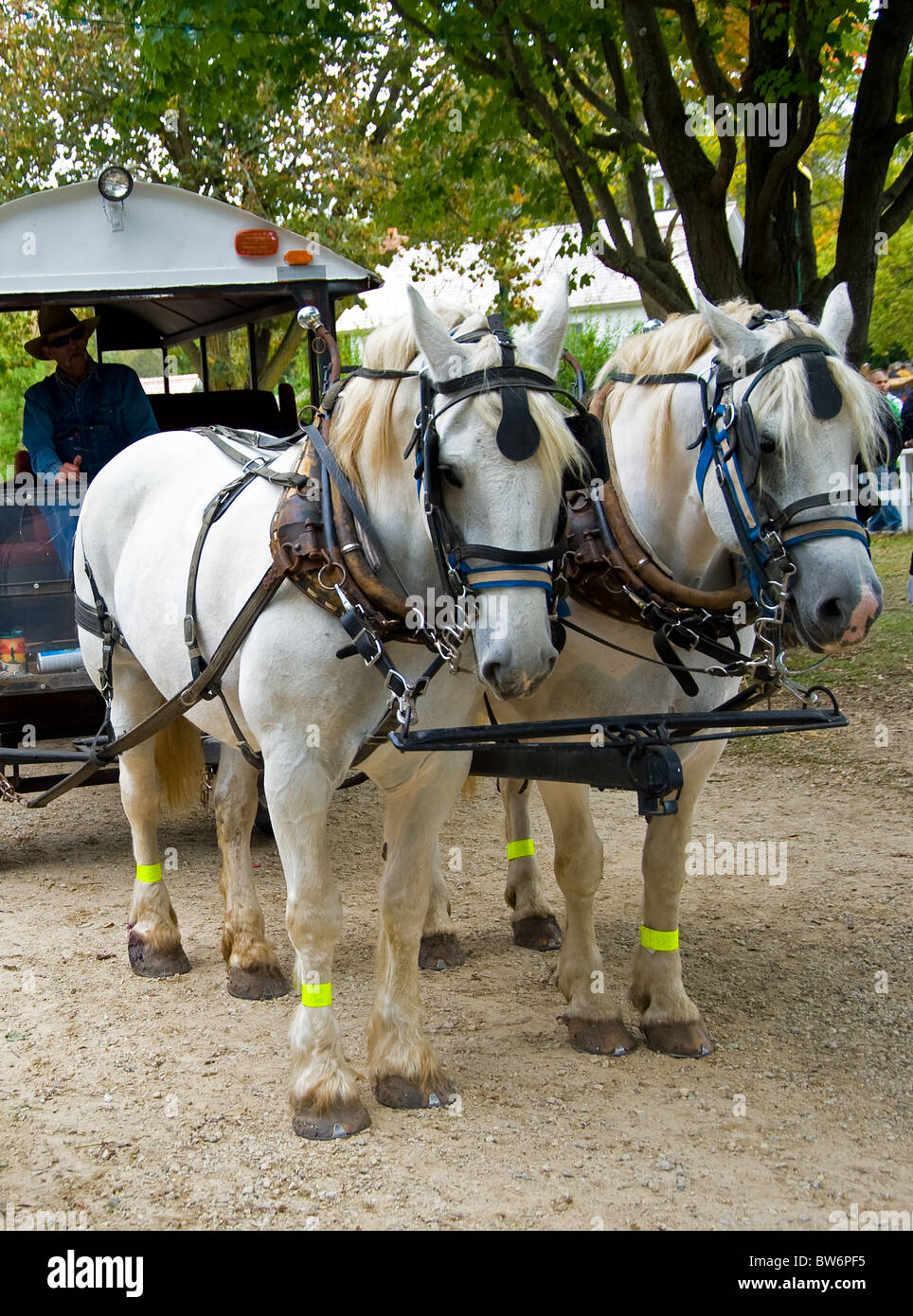 Two white horses moving tilt cart carriage coach cabriolet world war ...