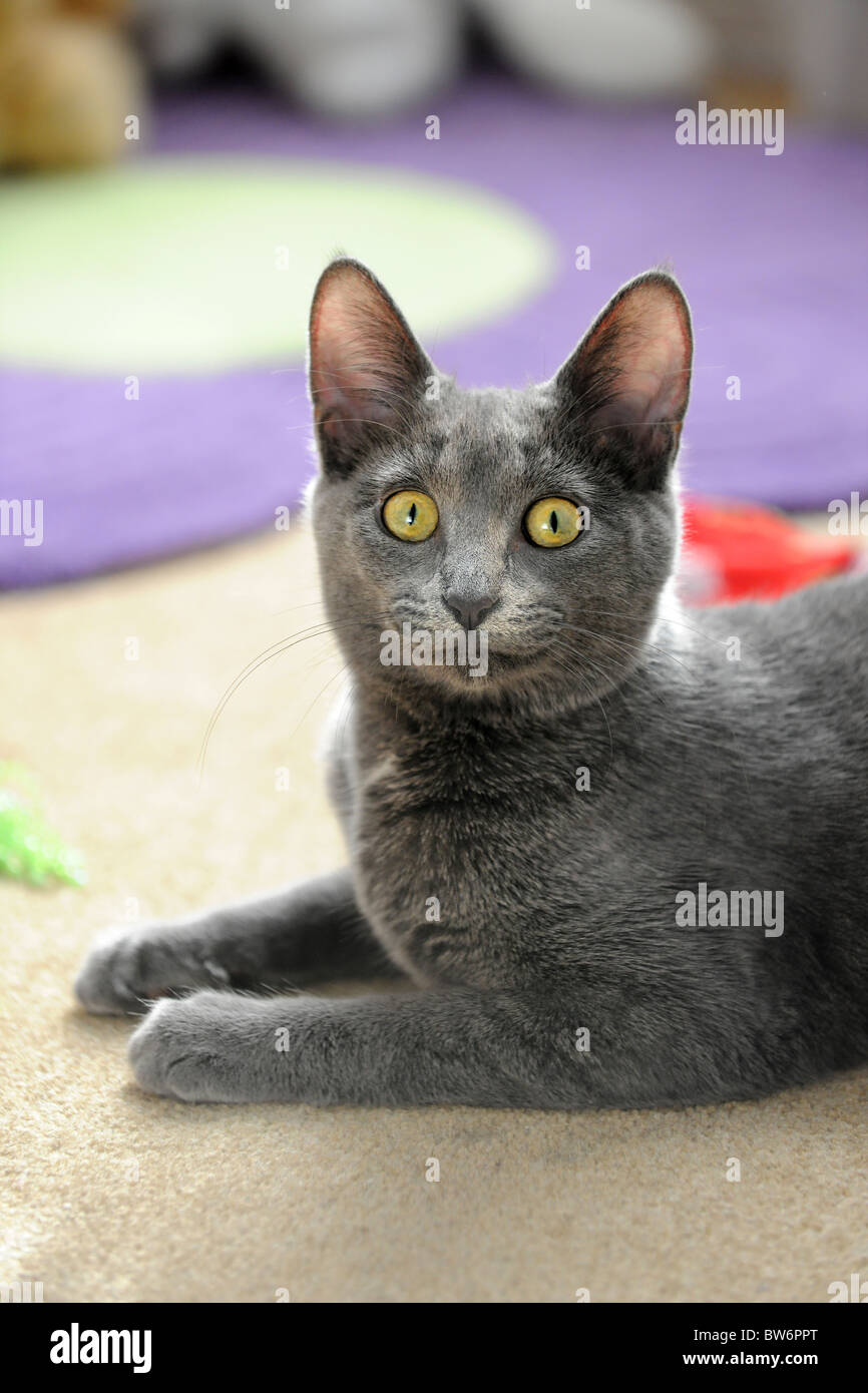 Portrait of domestic cat in a home environment Stock Photo - Alamy