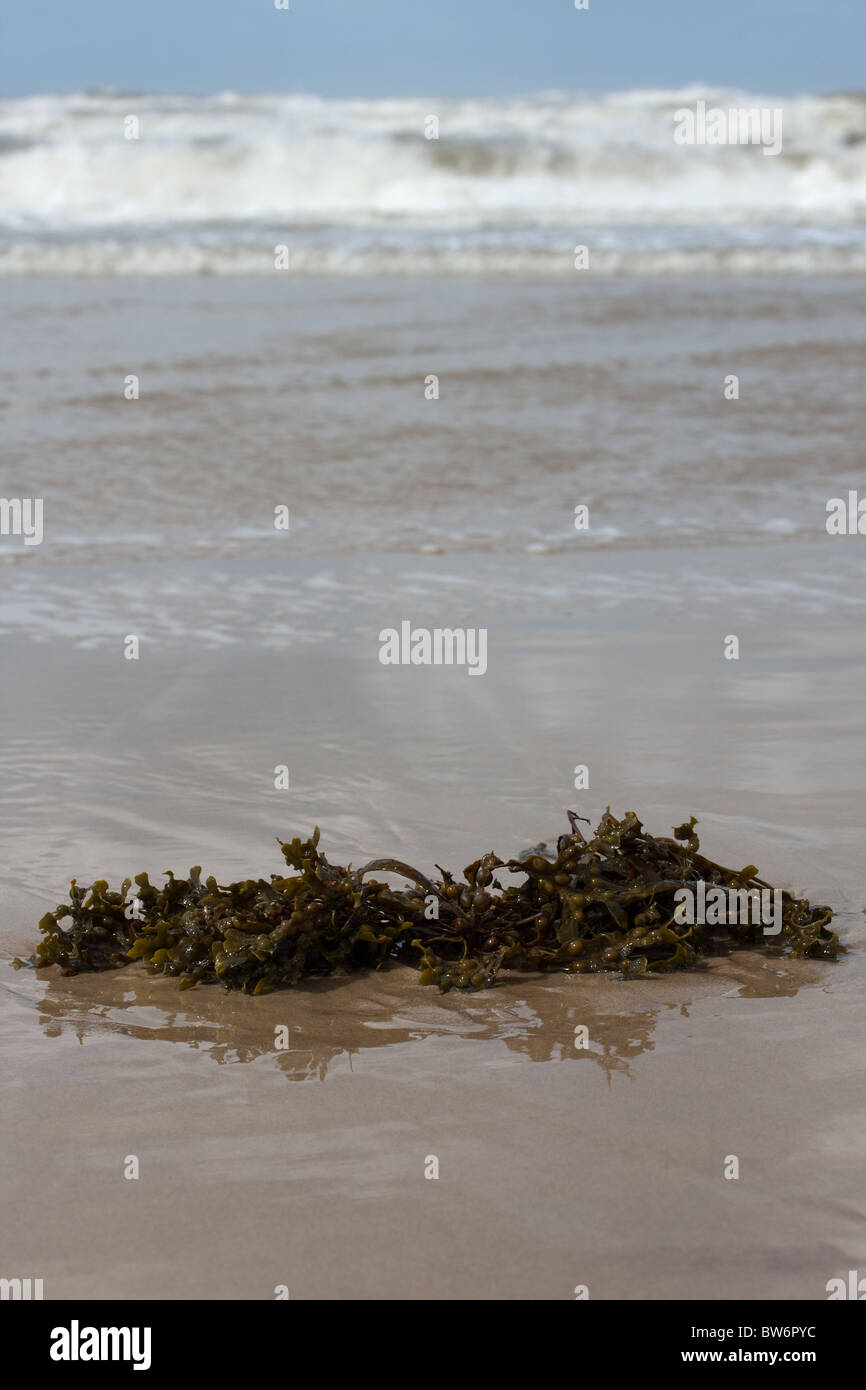 Seaweed on the beach with waves in the background Stock Photo - Alamy