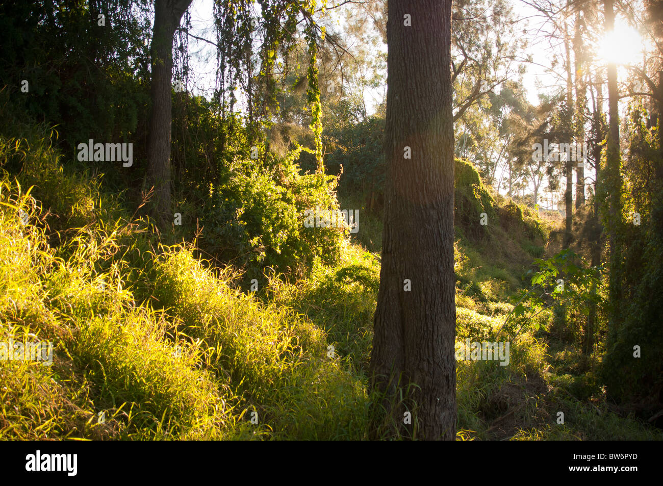 Light streaming through forest High Resolution Stock Photography and ...