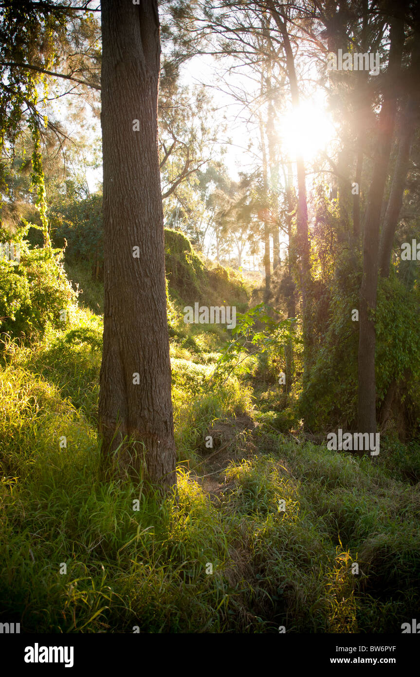 Forest setting with sun streaming through and highlighting trees and ...
