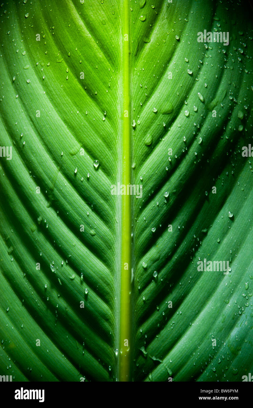 High contrast detail of large fresh leaf with water droplets Stock ...