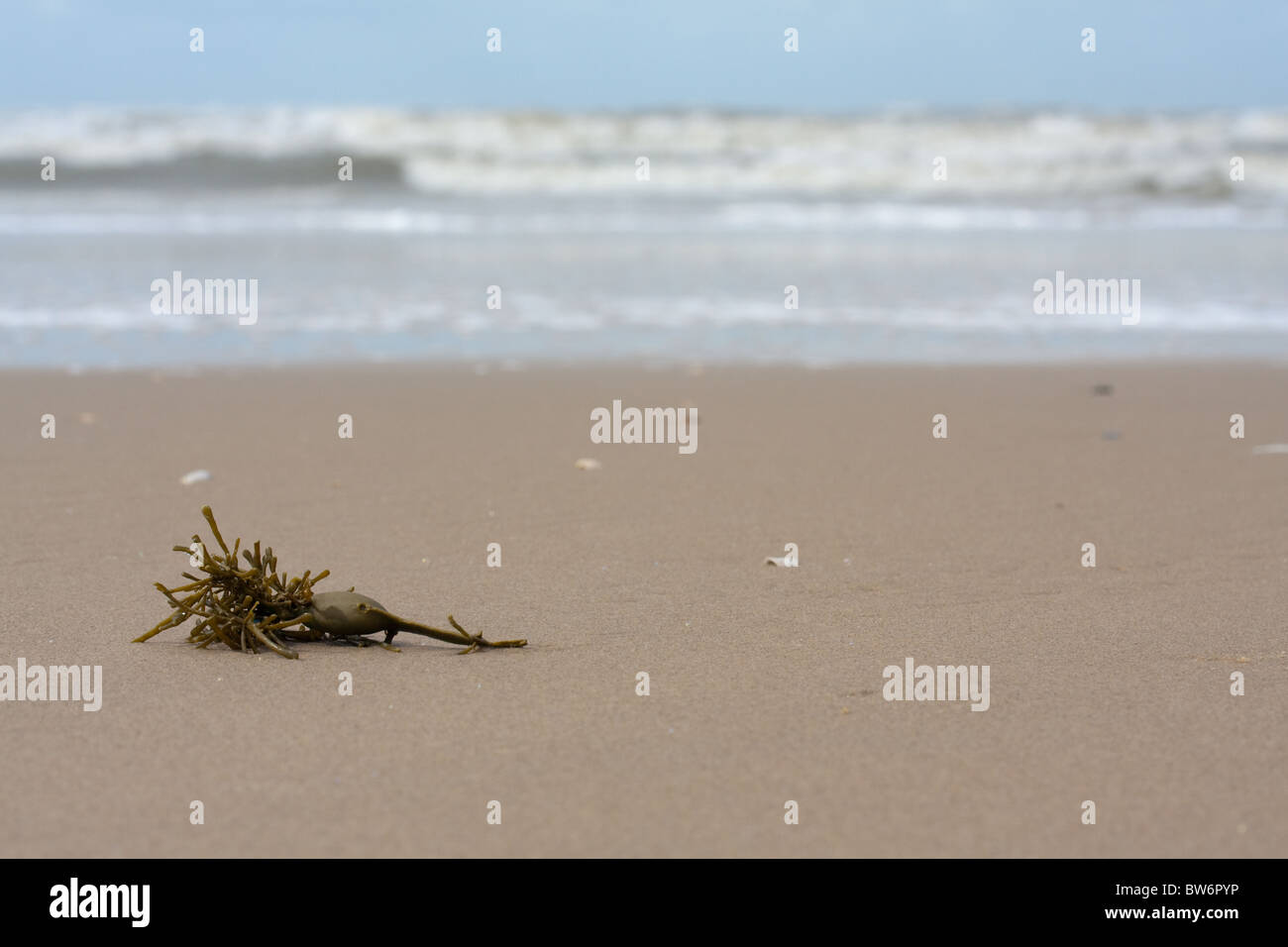 Seaweed on the beach with waves in the background Stock Photo - Alamy